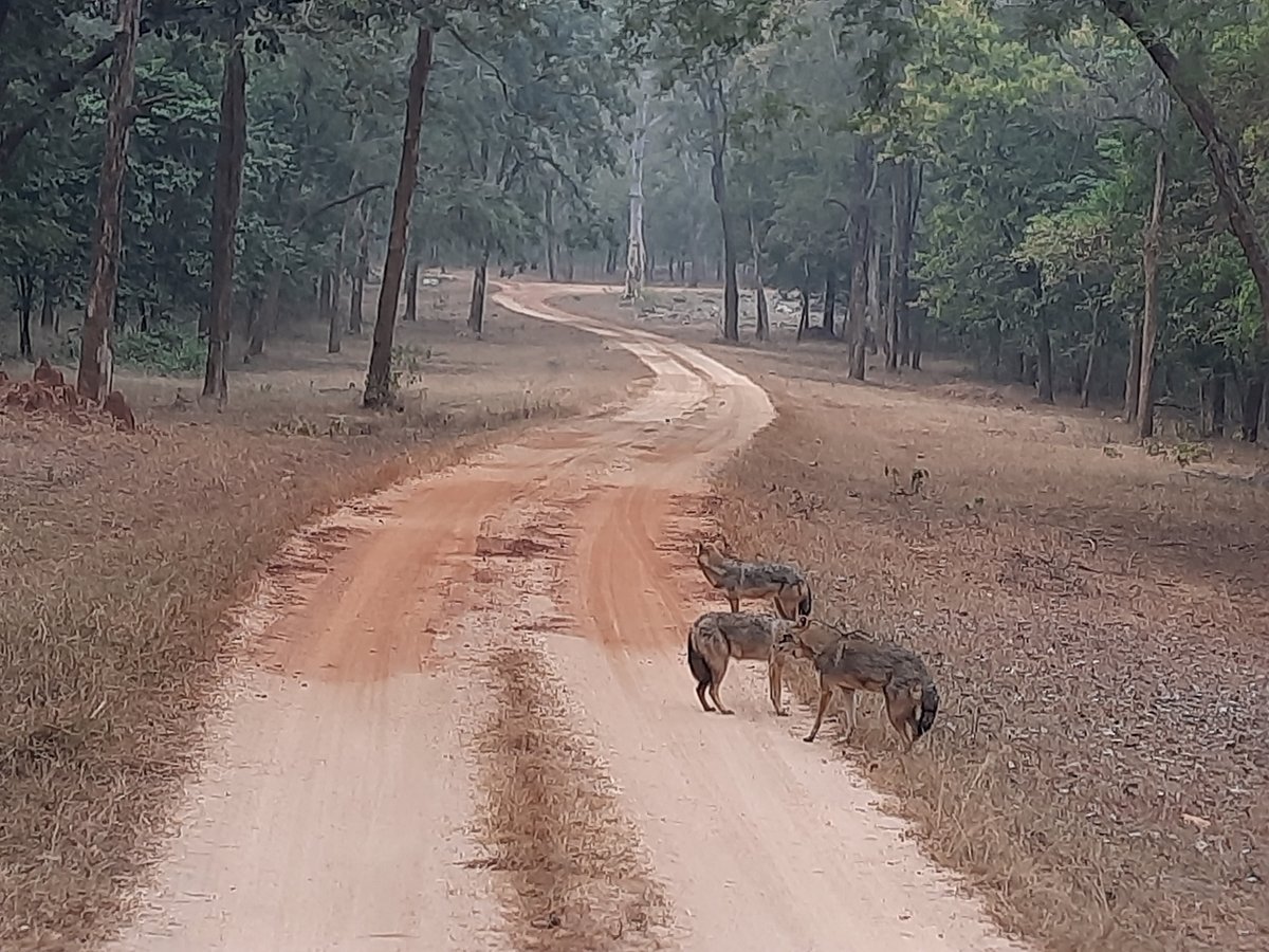 Betla National Park: Explore the Untamed Wilderness of Jharkhand ...
